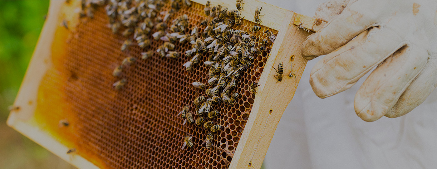 Domapi : fabrication de ruches et vente de matériel apicole en Bretagne