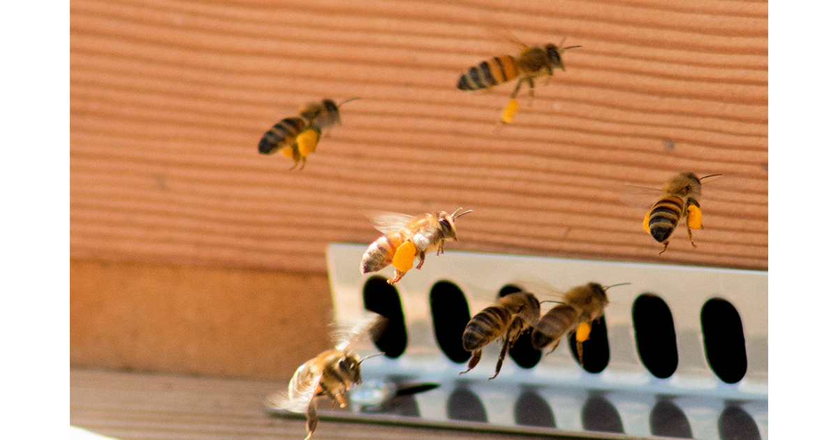 Visite d'Automne au Rucher - Domapi